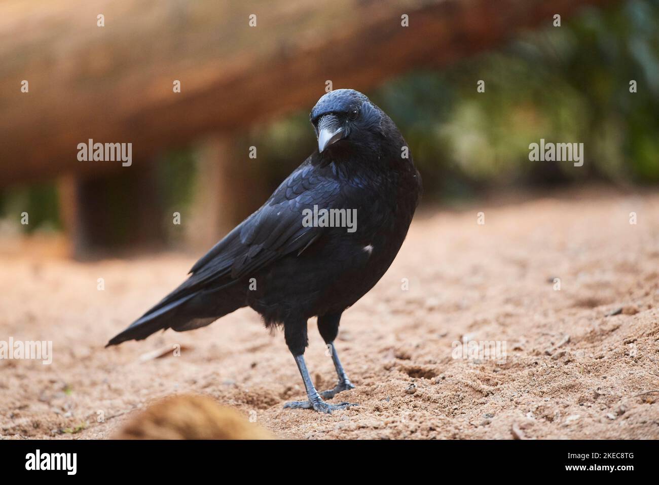 Raven crow (Corvus corone) sitting on the ground, wildlife, Bavaria ...