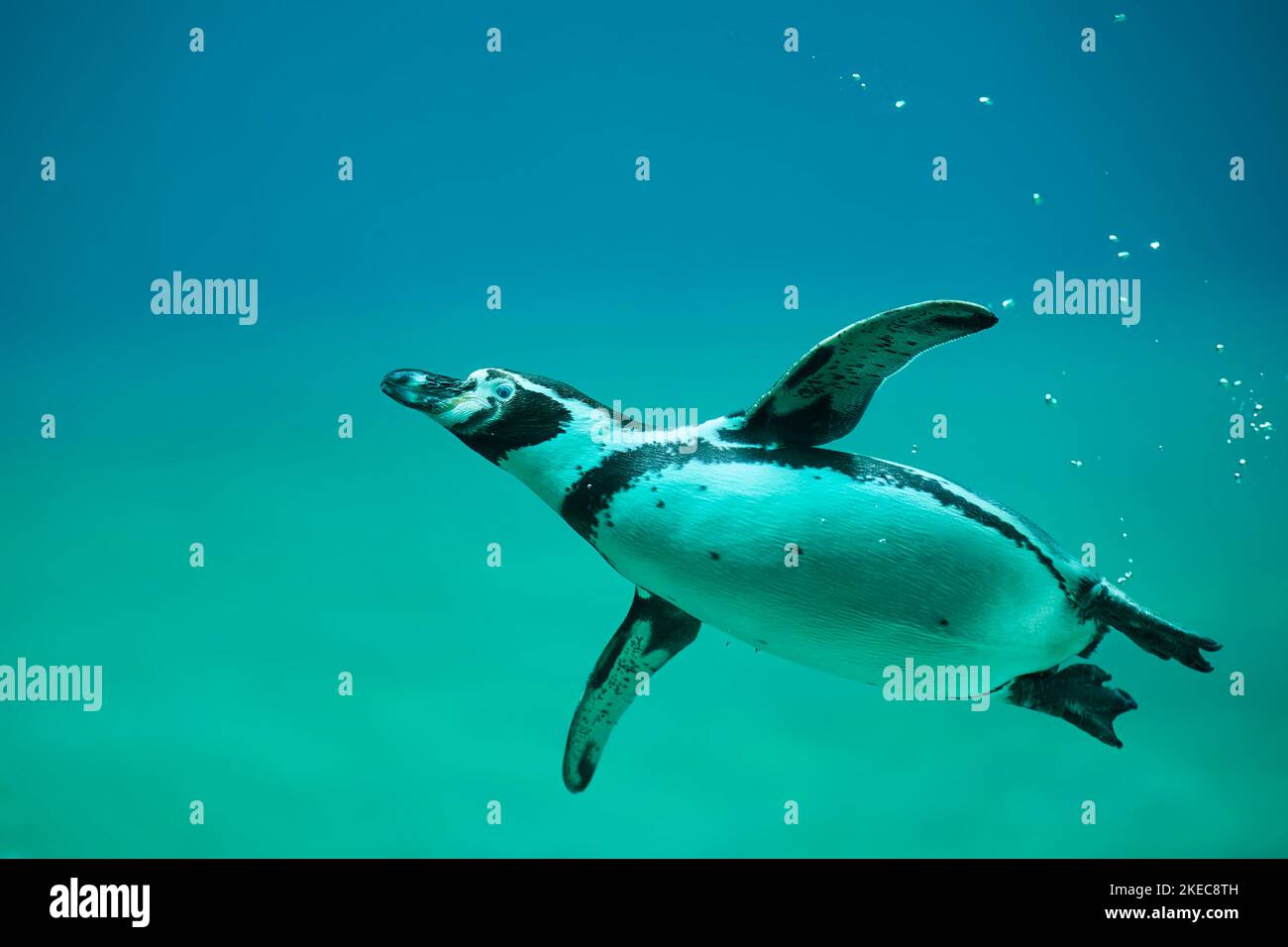 jackass penguin (Spheniscus demersus) diving under water, captive ...