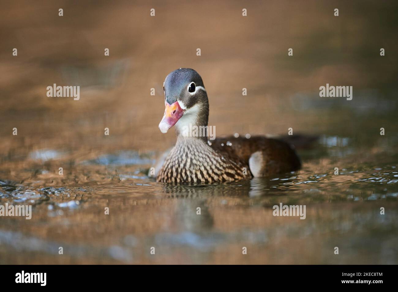Mandarin duck (Aix galericulata) swimming in a lake, duck, female ...