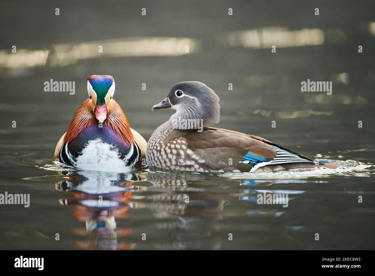 Mandarin duck (Aix galericulata), pair, duck, drake, wildlife, Bavaria ...