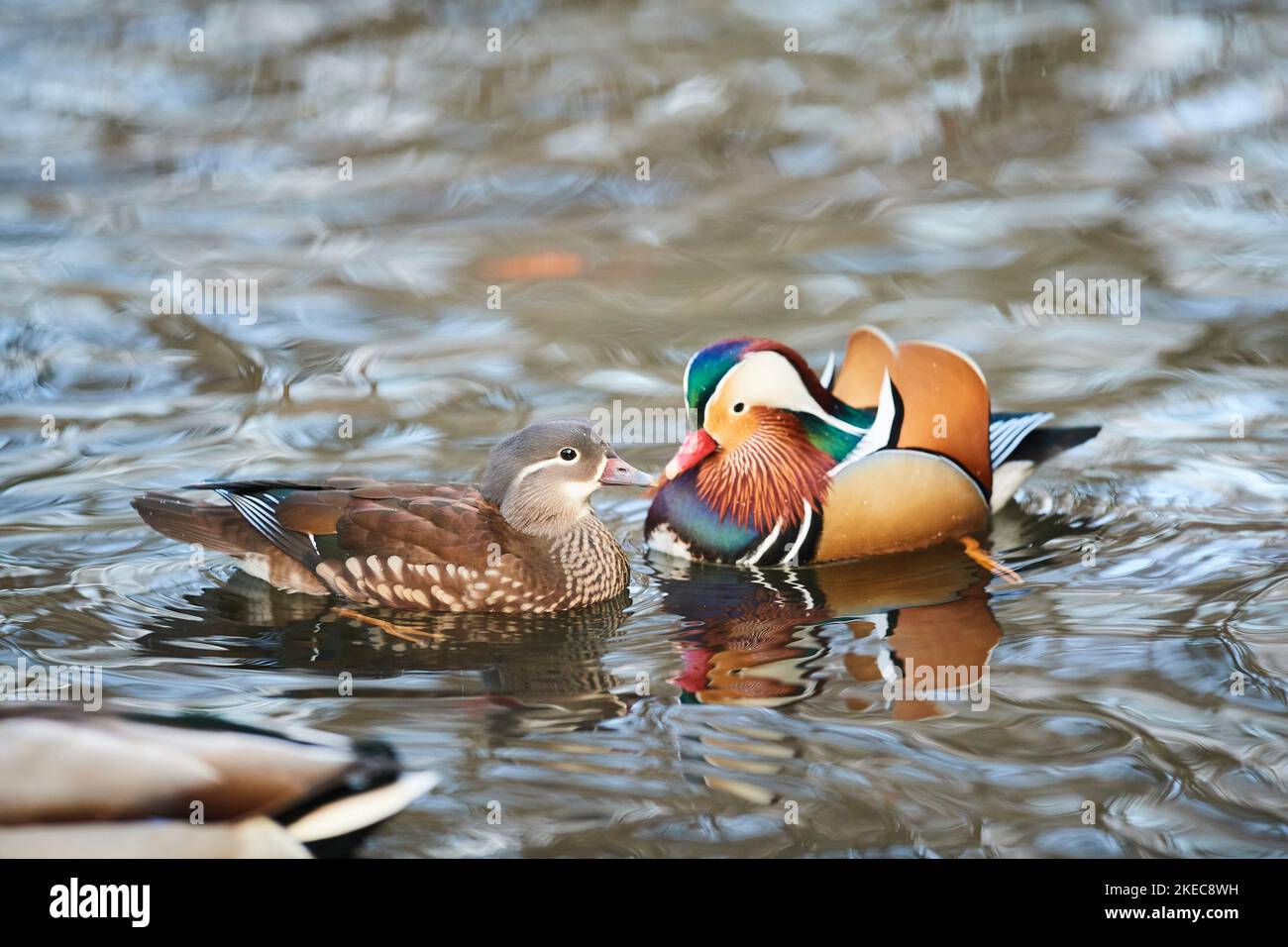 Mandarin duck (Aix galericulata), pair, duck, drake, wildlife, Bavaria ...