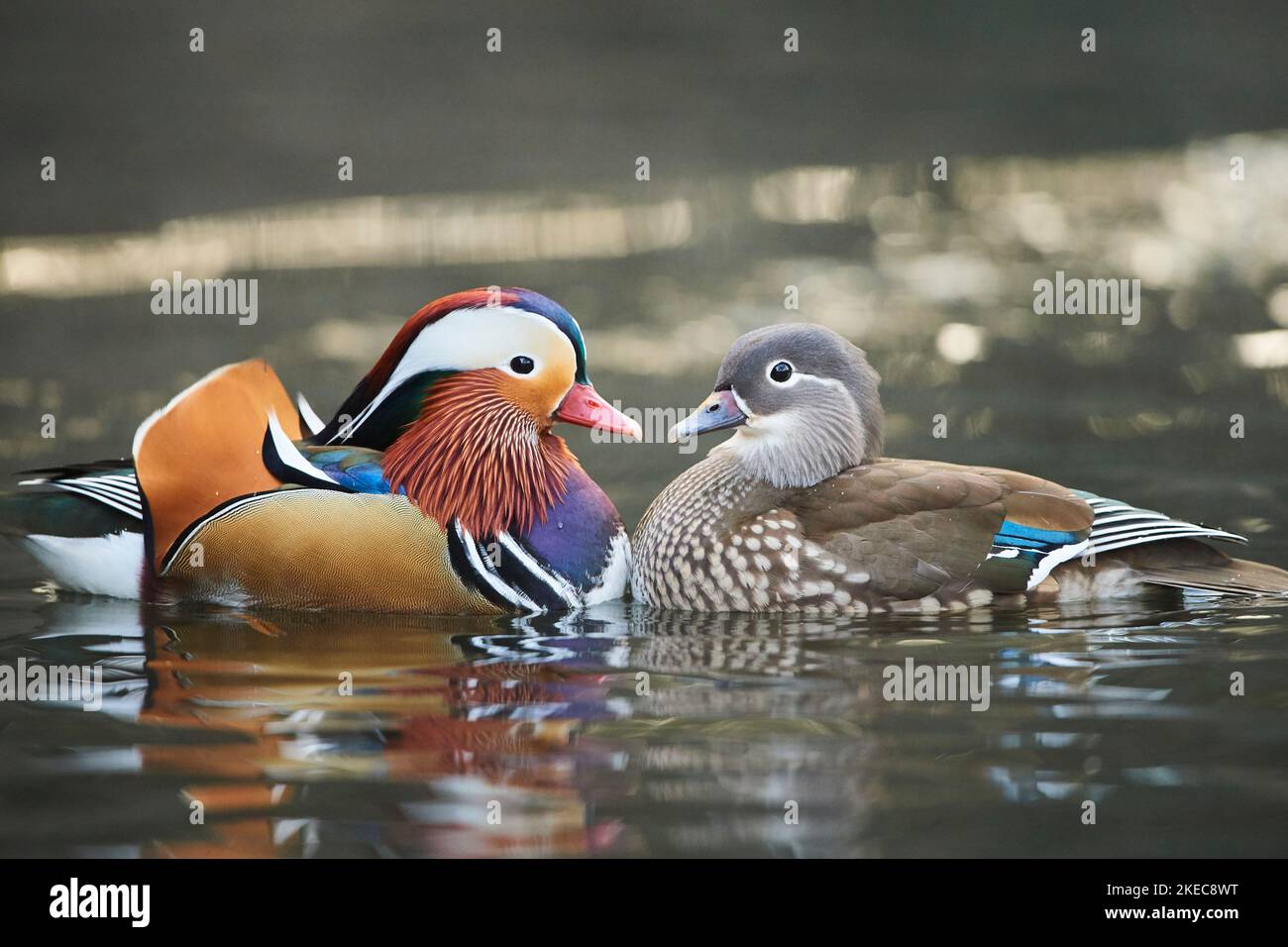 Mandarin duck (Aix galericulata), pair, duck, drake, wildlife, Bavaria ...