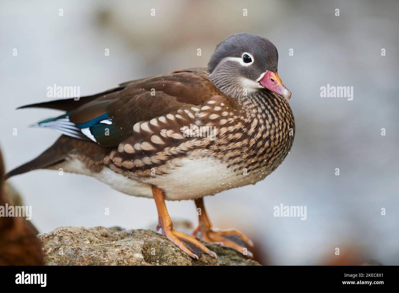 Mandarin duck (Aix galericulata), stand, duck, female, wildlife ...