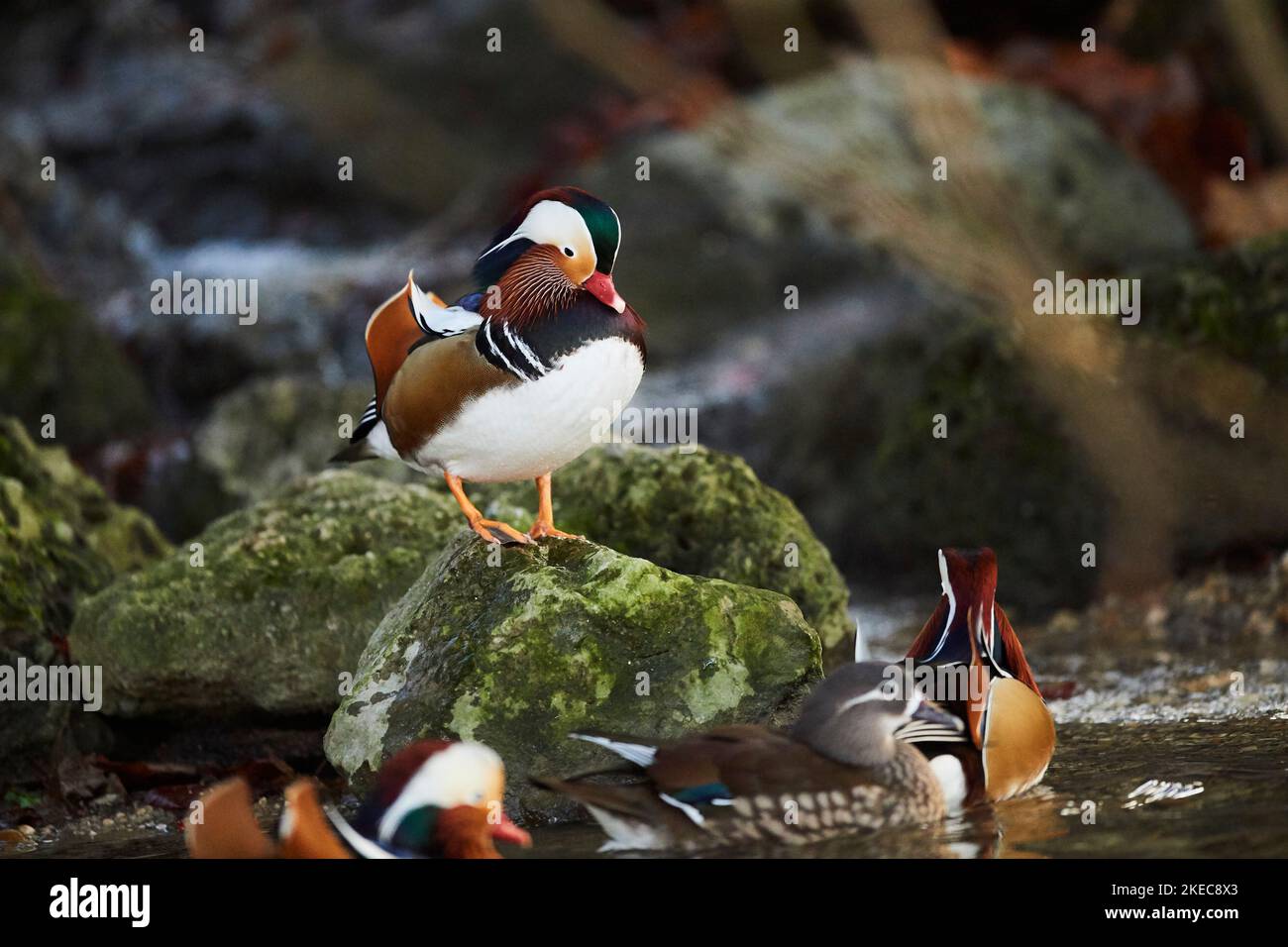 Mandarin duck (Aix galericulata), stand, wildlife, Bavaria, Deutschlnad ...