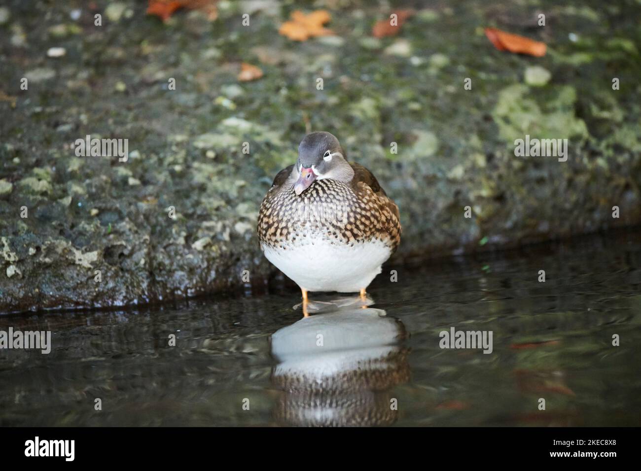 Mandarin duck (Aix galericulata), standing at the water's edge, duck ...