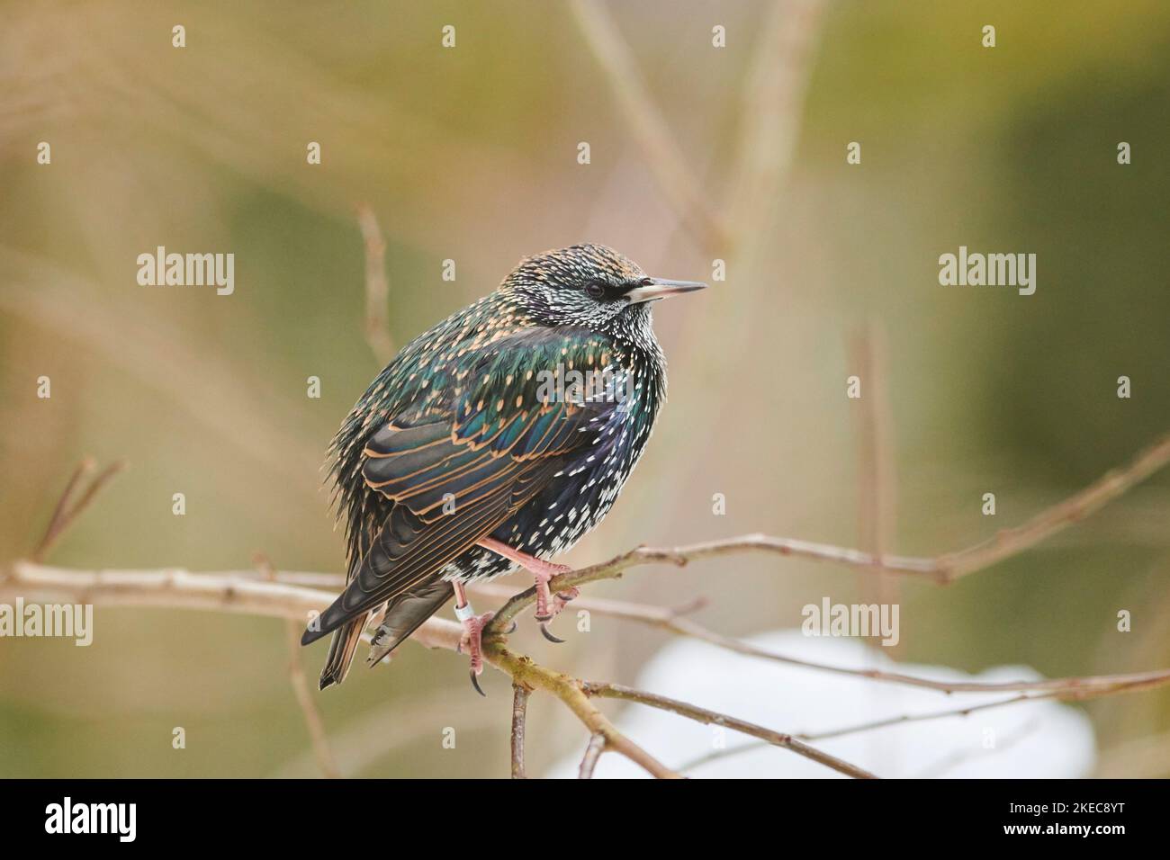 Starling (Sturnus vulgaris) sitting on a branch, sideways, Bavaria ...