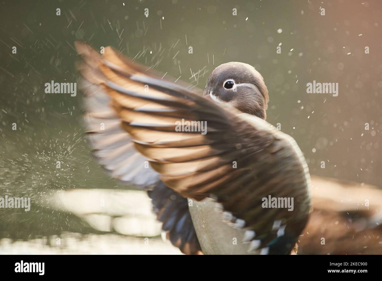 Mandarin duck (Aix galericulata), shakes wings, duck, female, wildlife ...