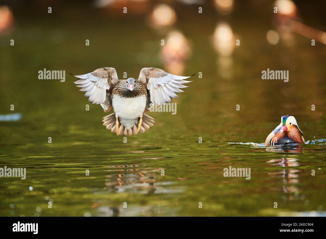 Mandarin duck (Aix galericulata), landing in a pond, duck, female ...