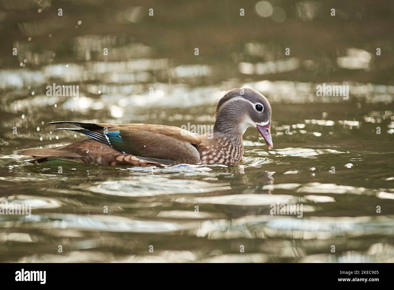 Mandarin duck (Aix galericulata) swimming in a lake, duck, female ...