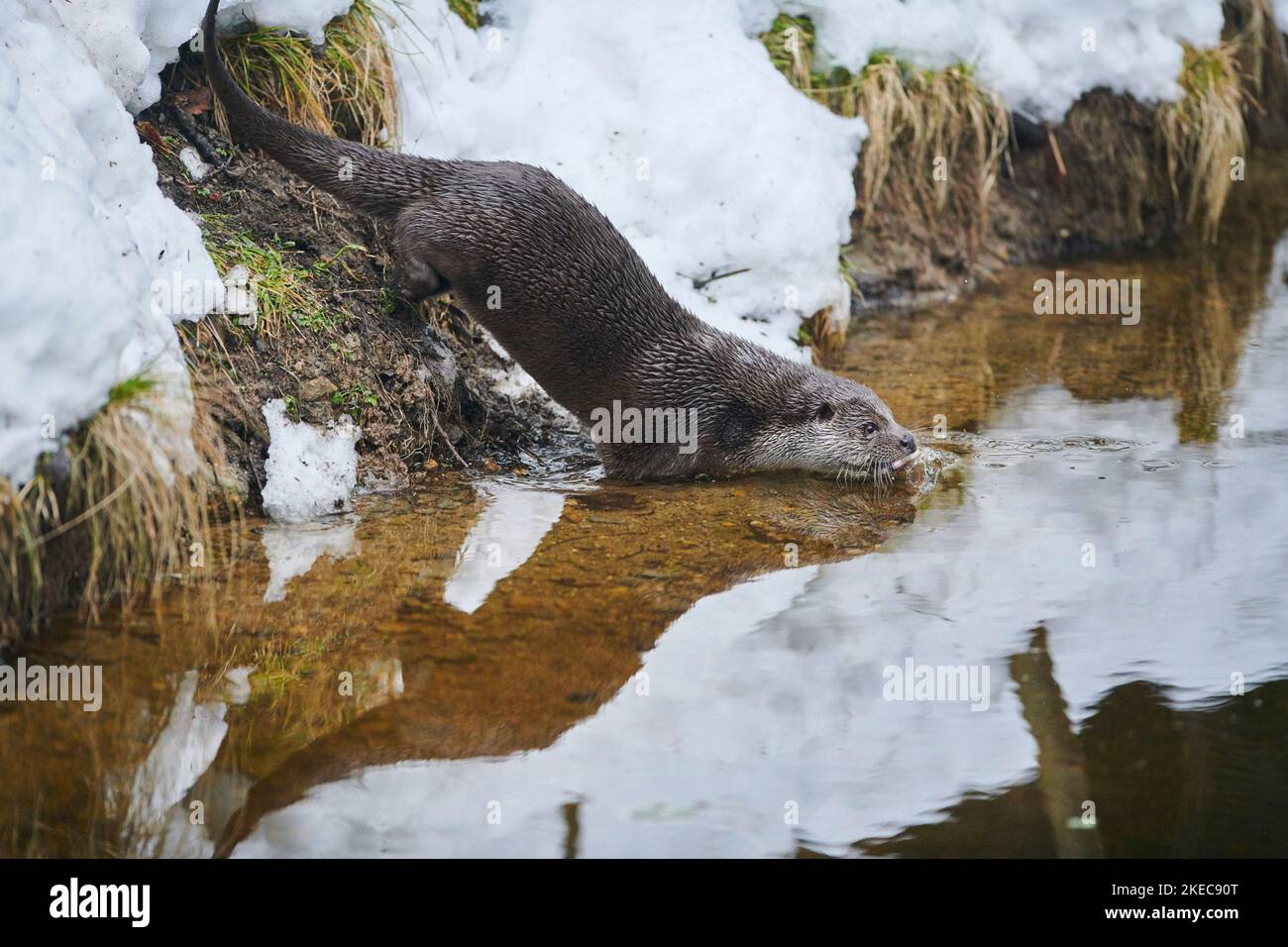 Eurasian otter (Lutra lutra), walk sideways, bank, water edge, winter ...