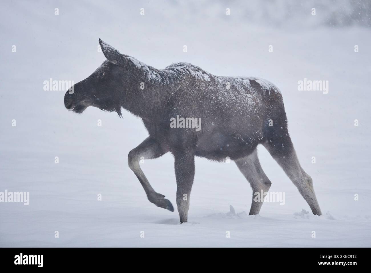 Moose (Alces alces), female moose walking through snowstorm, winter ...