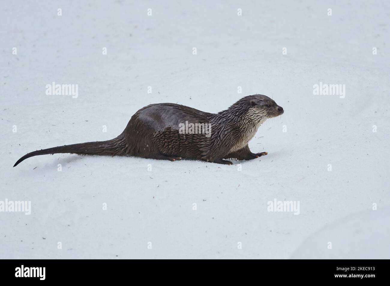 Eurasian otter (Lutra lutra), in snow, sideways, winter, Bavaria ...