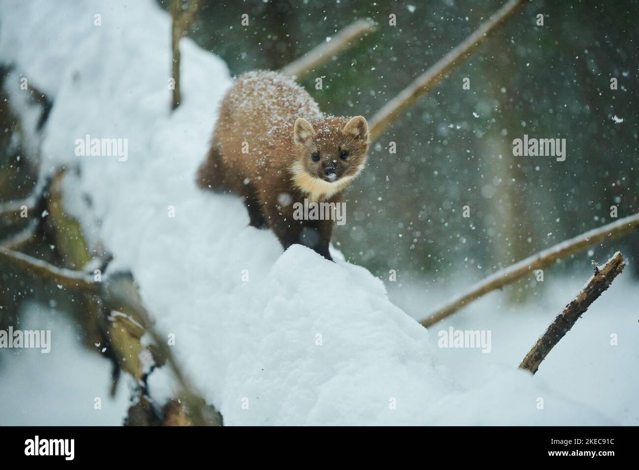 European pine marten (Martes martes) with falling snowflakes in winter ...