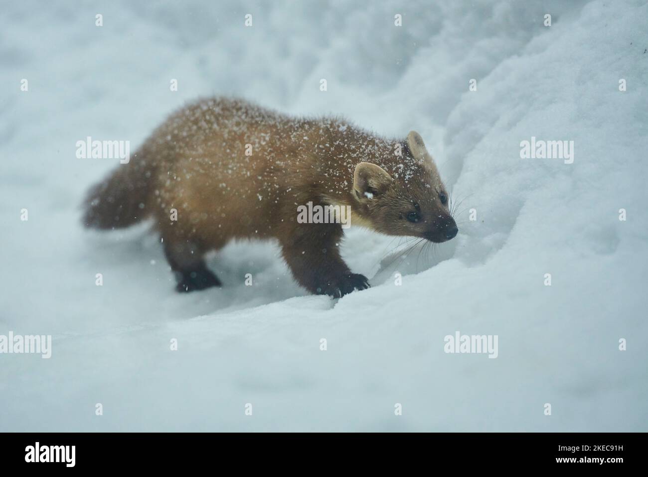 European pine marten (Martes martes) with falling snowflakes in winter ...