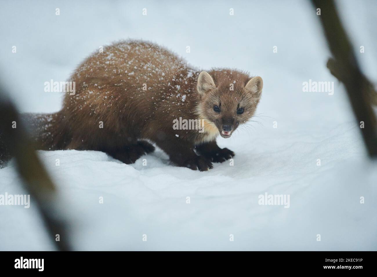 European pine marten (Martes martes) with falling snowflakes in winter ...