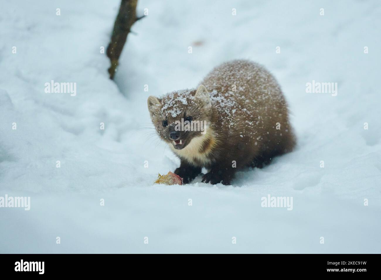 European pine marten (Martes martes) with falling snowflakes in winter ...