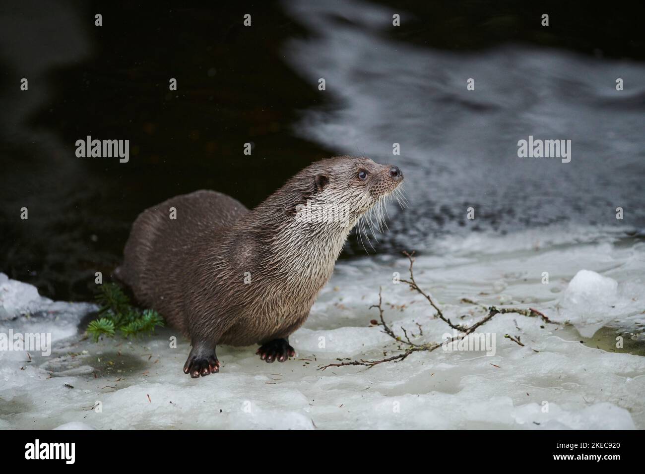 Eurasian otter (Lutra lutra), on ice floe, winter, Bavaria, Germany ...