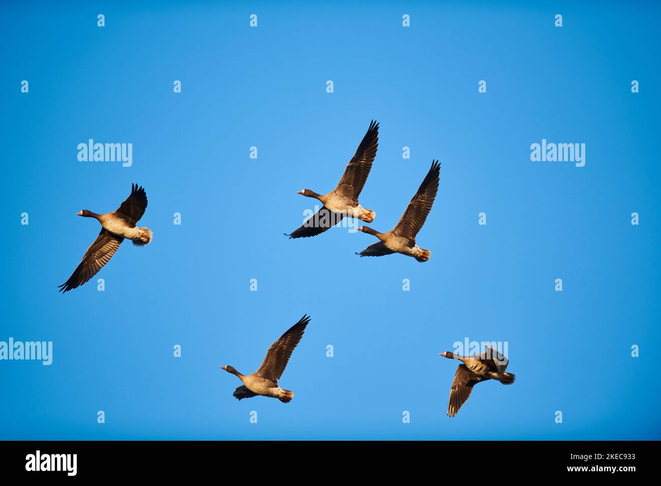 White-fronted geese (Anser albifrons) in flight, group, flock, sky ...