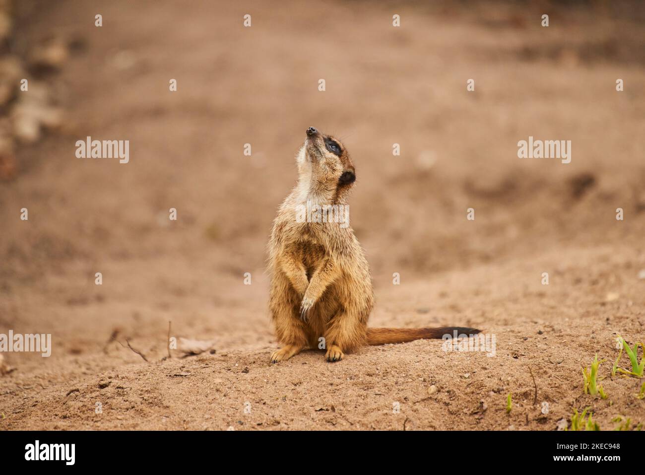 Meerkat (Suricata suricatta) sitting on the ground, Bavaria, Germany ...