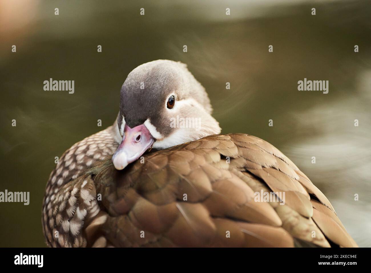 Mandarin duck (Aix galericulata), portrait, duck, female, wildlife ...