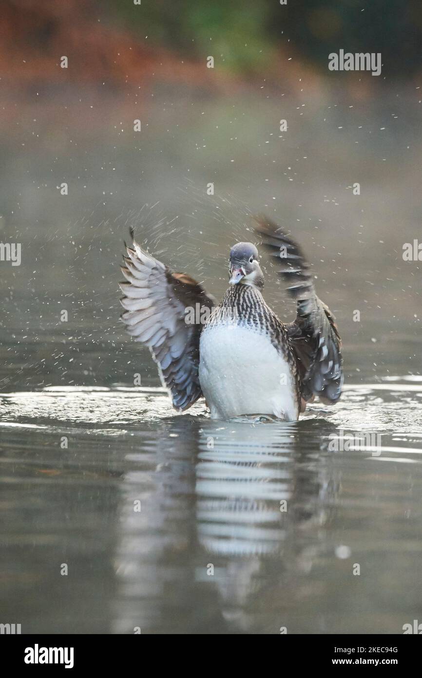 Mandarin duck (Aix galericulata), shakes wings, duck, female, wildlife ...