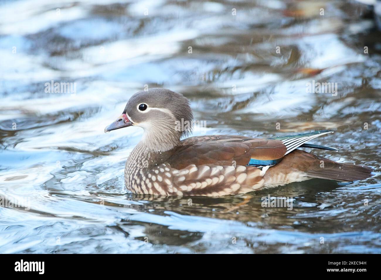 Mandarin duck (Aix galericulata) swimming in a lake, duck, female ...