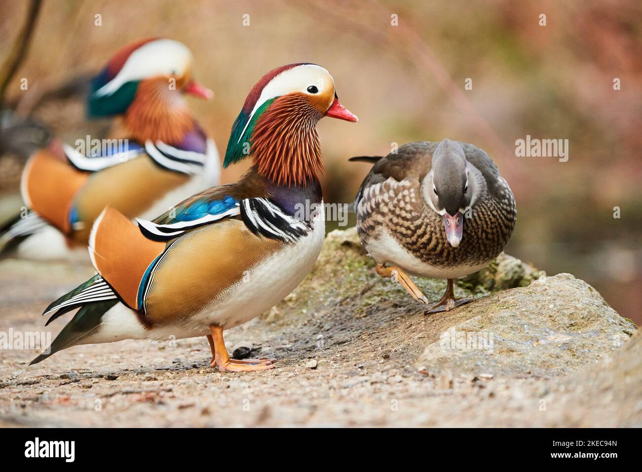 Mandarin duck (Aix galericulata), pair, duck, drake, wildlife, Bavaria ...