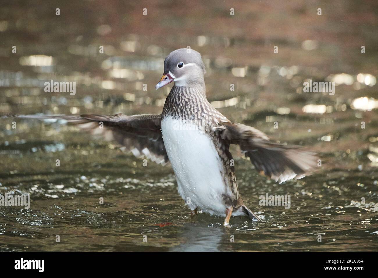 Mandarin duck (Aix galericulata), shakes wings, duck, female, wildlife ...