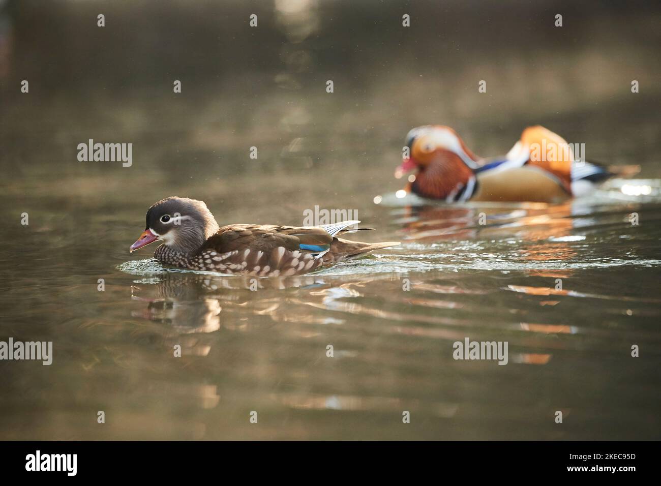 Mandarin duck (Aix galericulata) swimming in a lake, duck, female ...