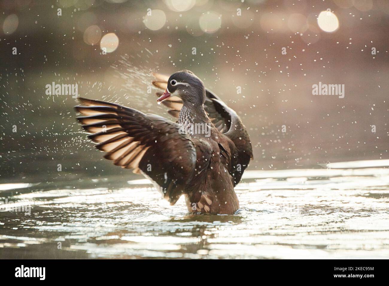 Mandarin duck (Aix galericulata), shakes wings, duck, female, wildlife ...