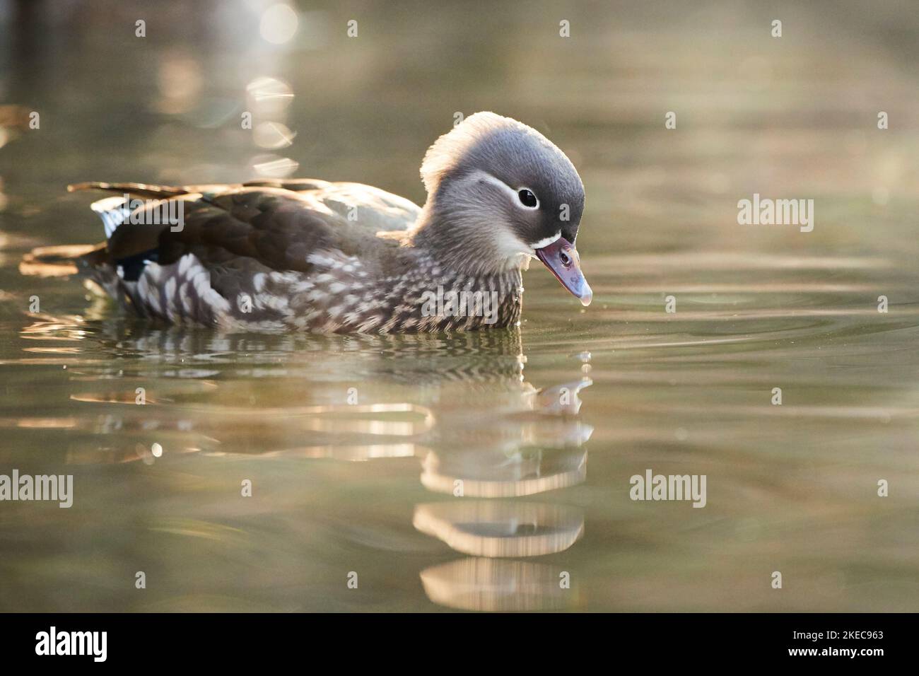 Mandarin duck (Aix galericulata) swimming in a lake, duck, female ...