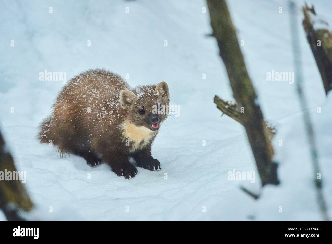 European pine marten (Martes martes) with falling snowflakes in winter ...