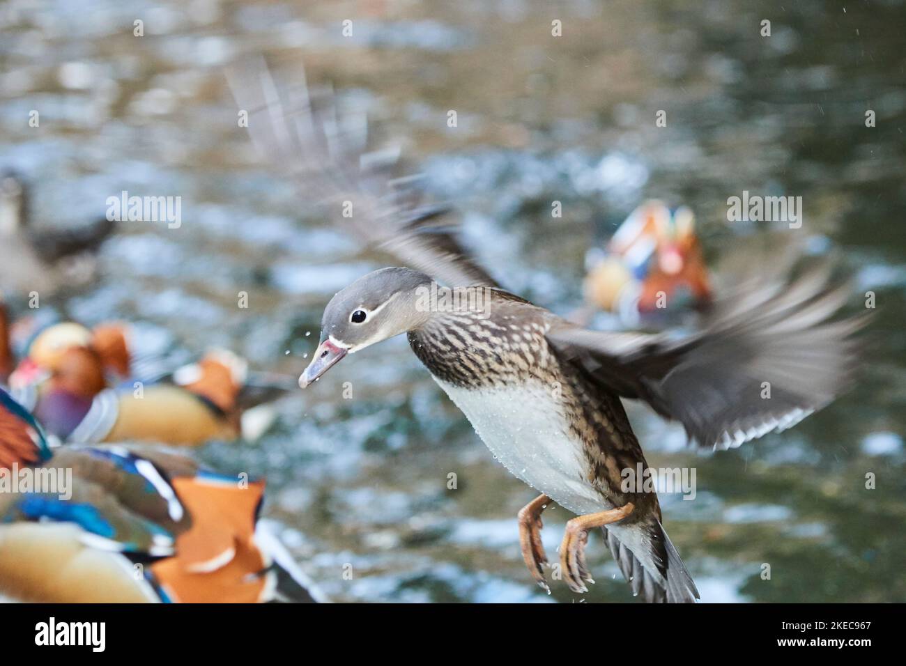 Mandarin duck (Aix galericulata), landing in a pond, duck, female ...