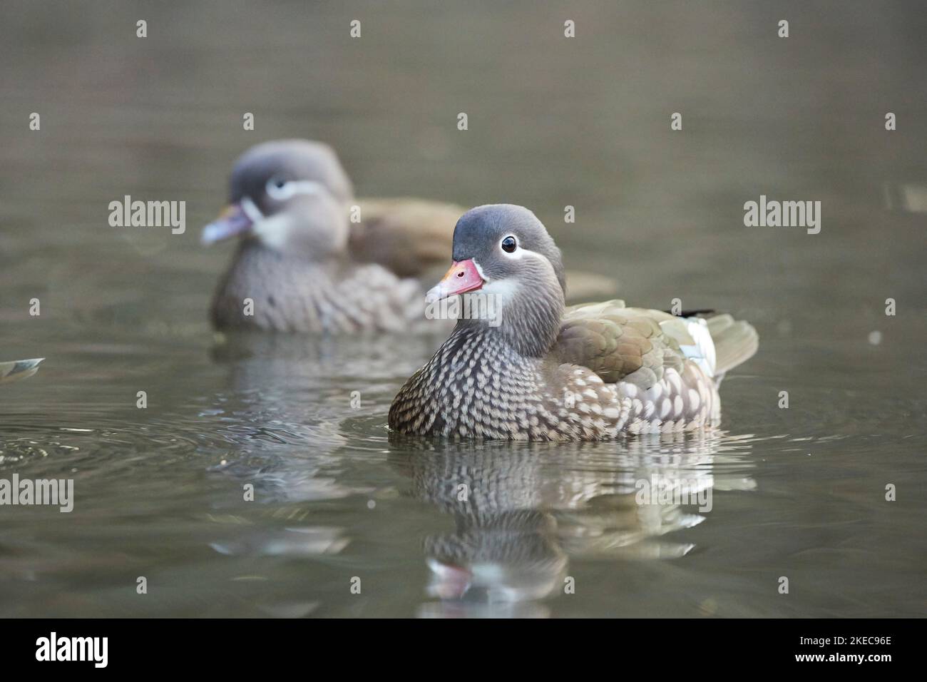 Mandarin duck (Aix galericulata) swimming in a lake, duck, female ...
