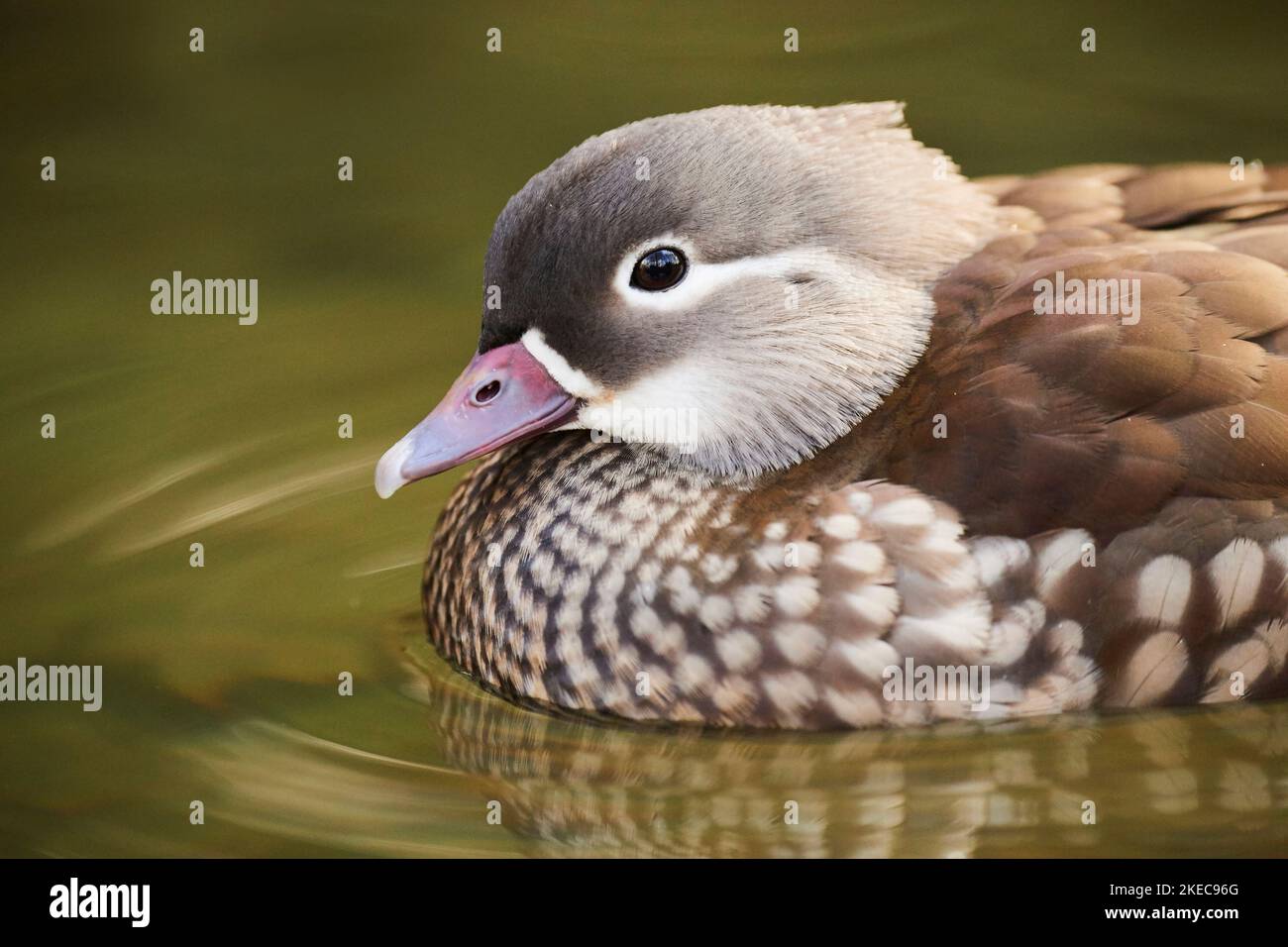 Mandarin duck (Aix galericulata) swimming in a lake, duck, female ...
