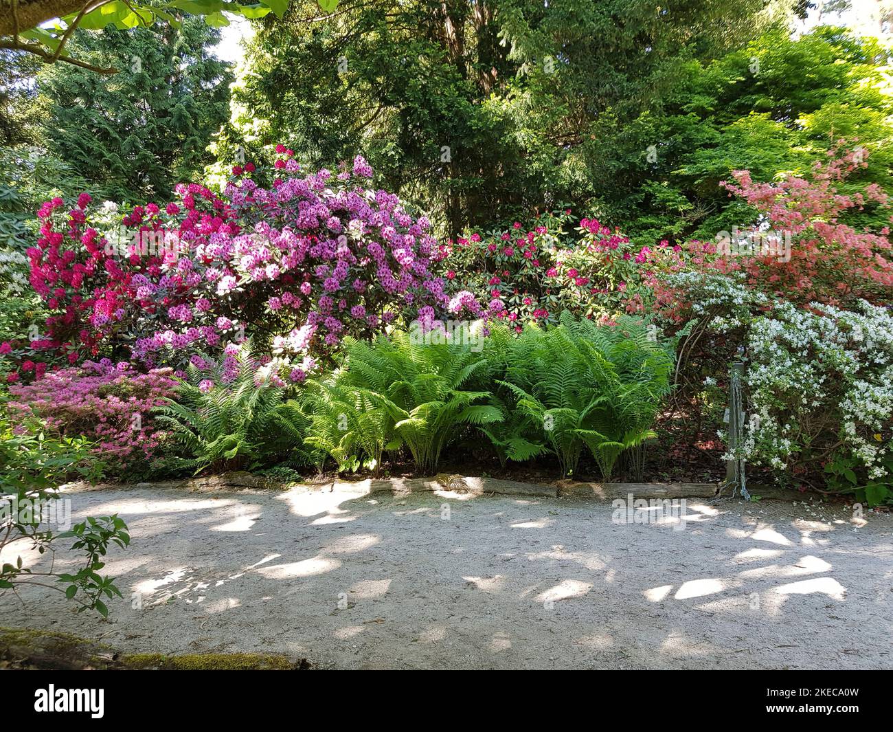 Botanical Garden, Rhododendron Grove, Nymphenburg district, with 21.20 ...