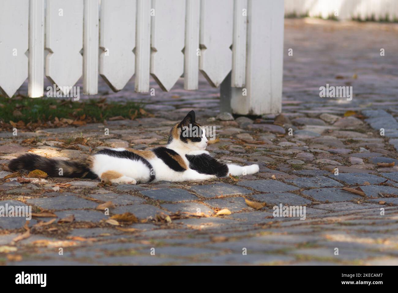 Cat in background alone on a sidewalk looking away Stock Photo - Alamy