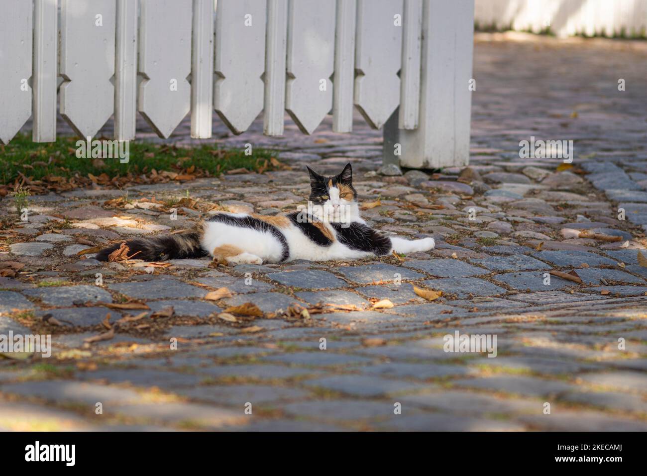 Cat in background alone on a sidewalk, looking at camera Stock Photo ...