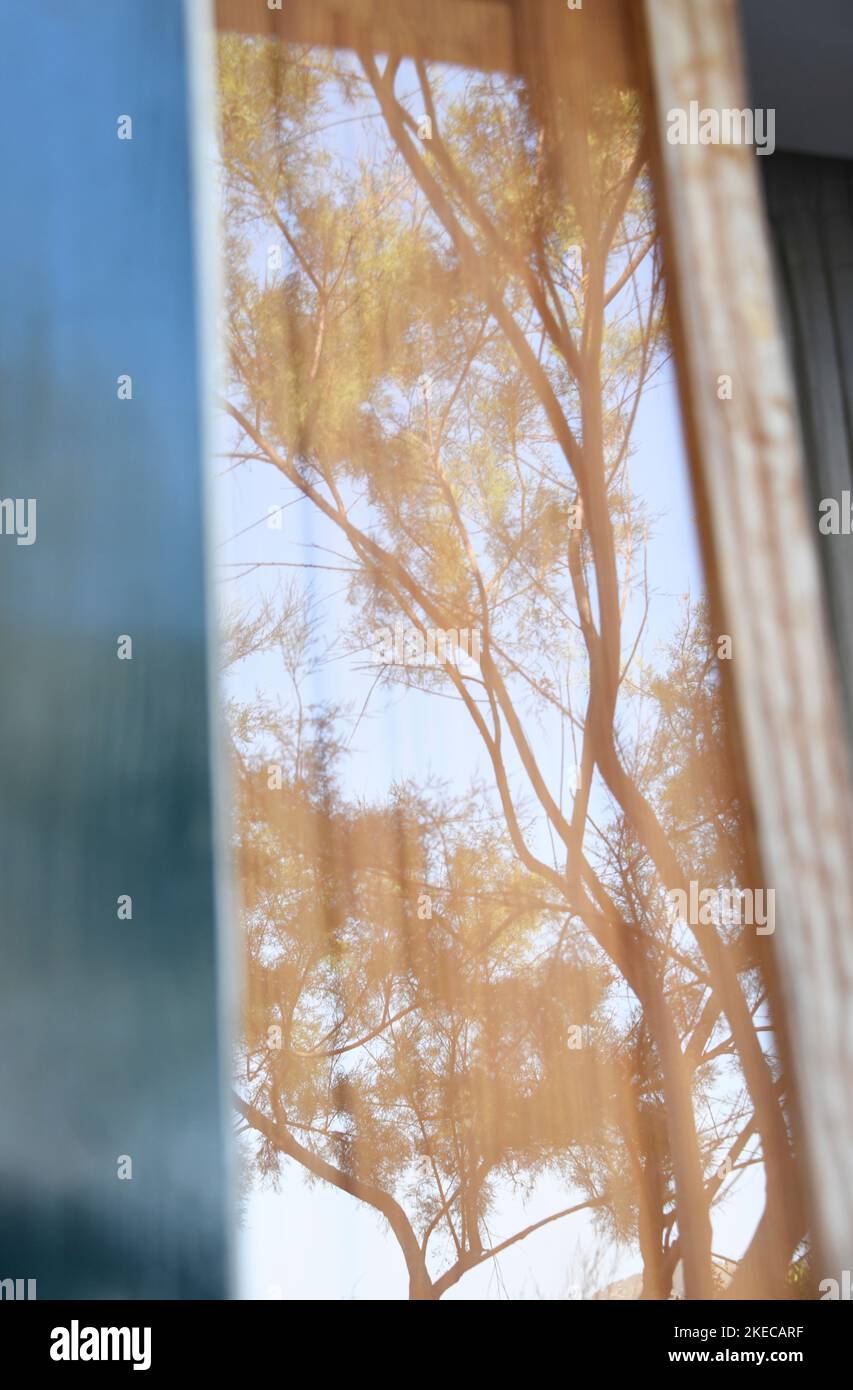 Tree reflection glass hi-res stock photography and images - Alamy