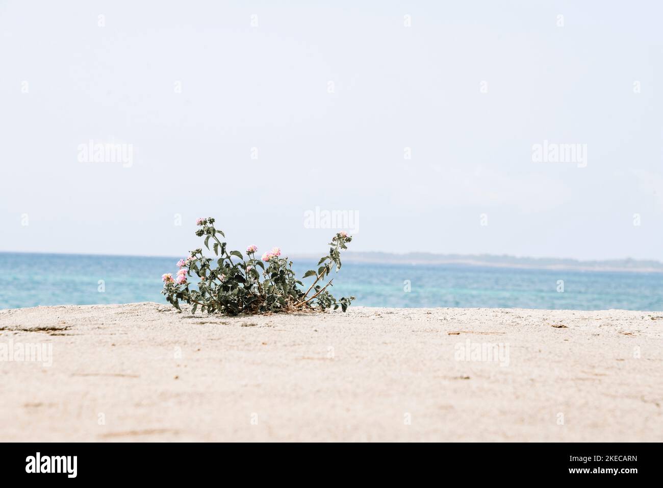 Bush beach hi-res stock photography and images - Alamy