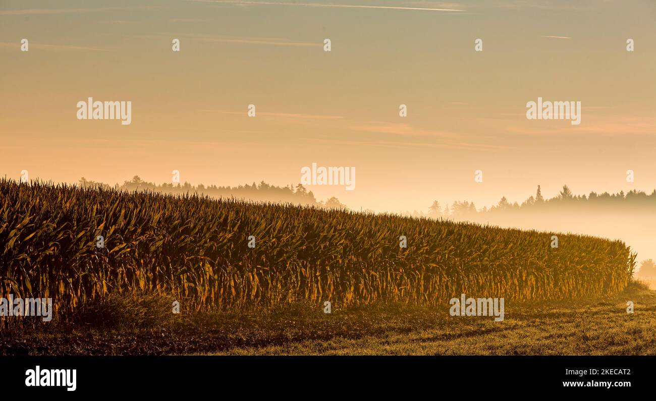 Renewable energies in the landscape, near Bad Saulgau, corn for biogas ...