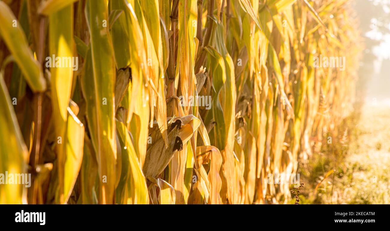 Renewable energies in the landscape, near Bad Saulgau, corn for biogas ...