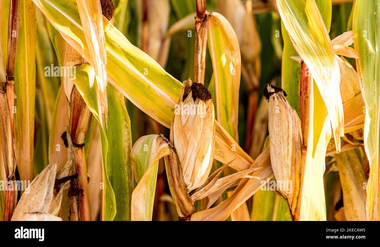Renewable energies in the landscape, near Bad Saulgau, corn for biogas ...