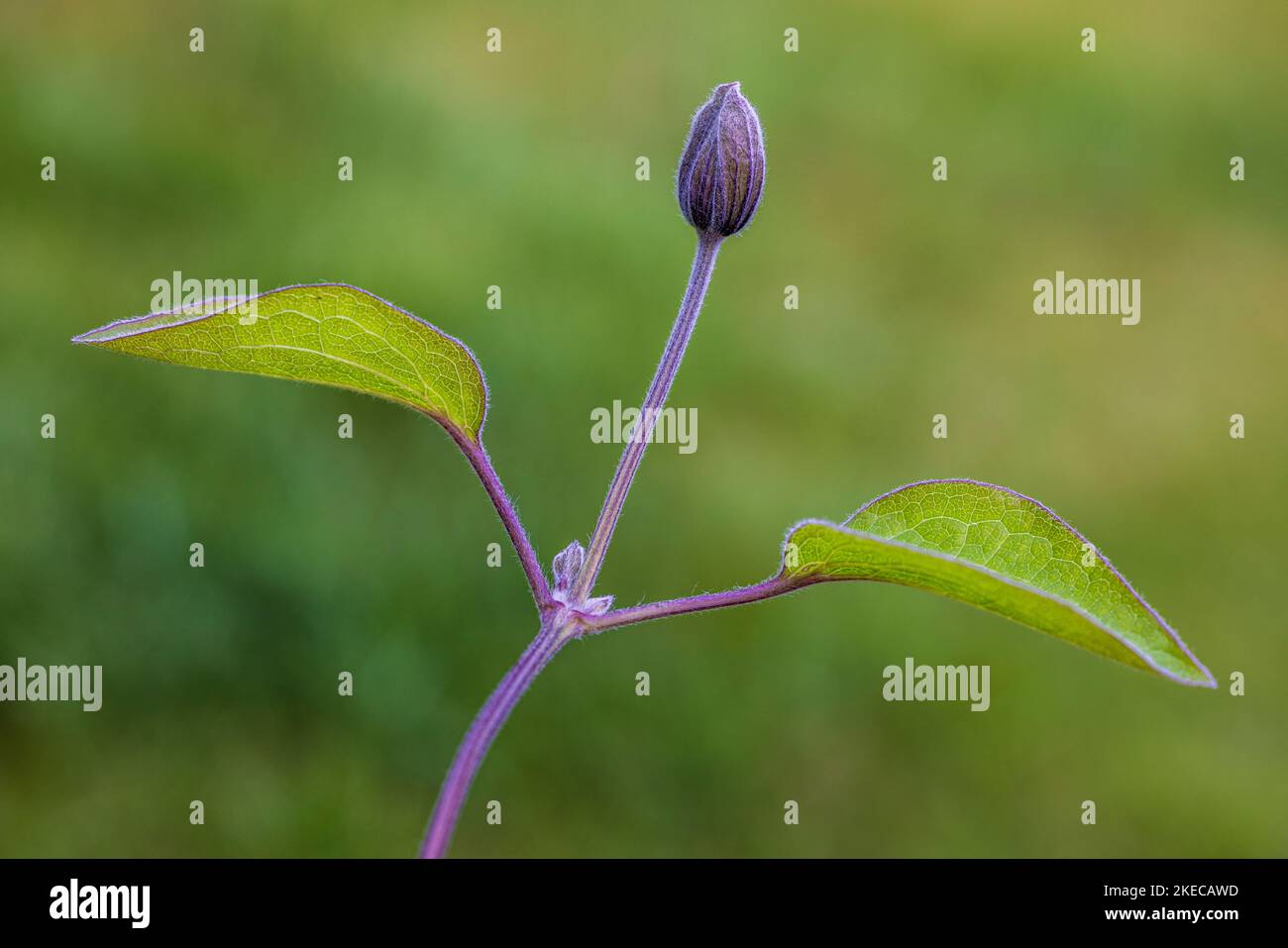 Clematis, leaf sprout, bud Stock Photo - Alamy