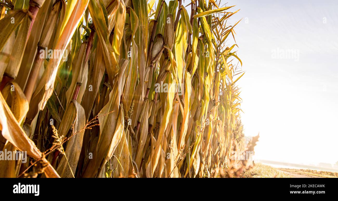 Renewable energies in the landscape, near Bad Saulgau, corn for biogas ...