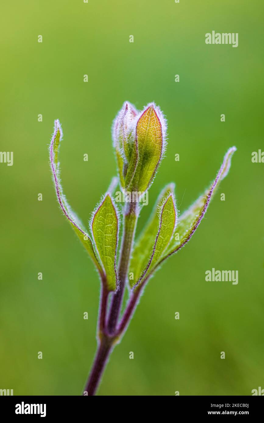 Clematis, leaf sprout, bud Stock Photo - Alamy