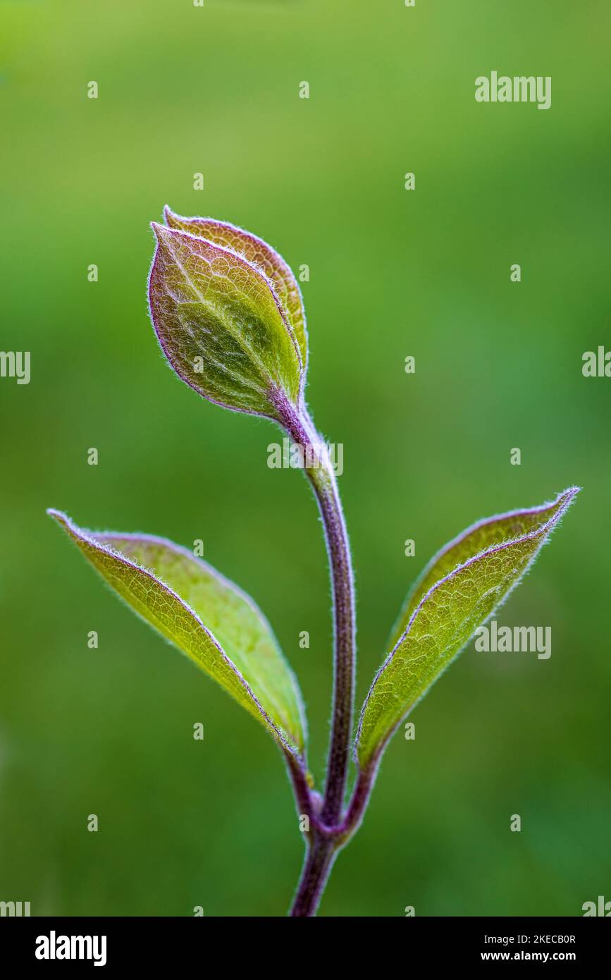 Clematis, leaf sprout, bud Stock Photo - Alamy