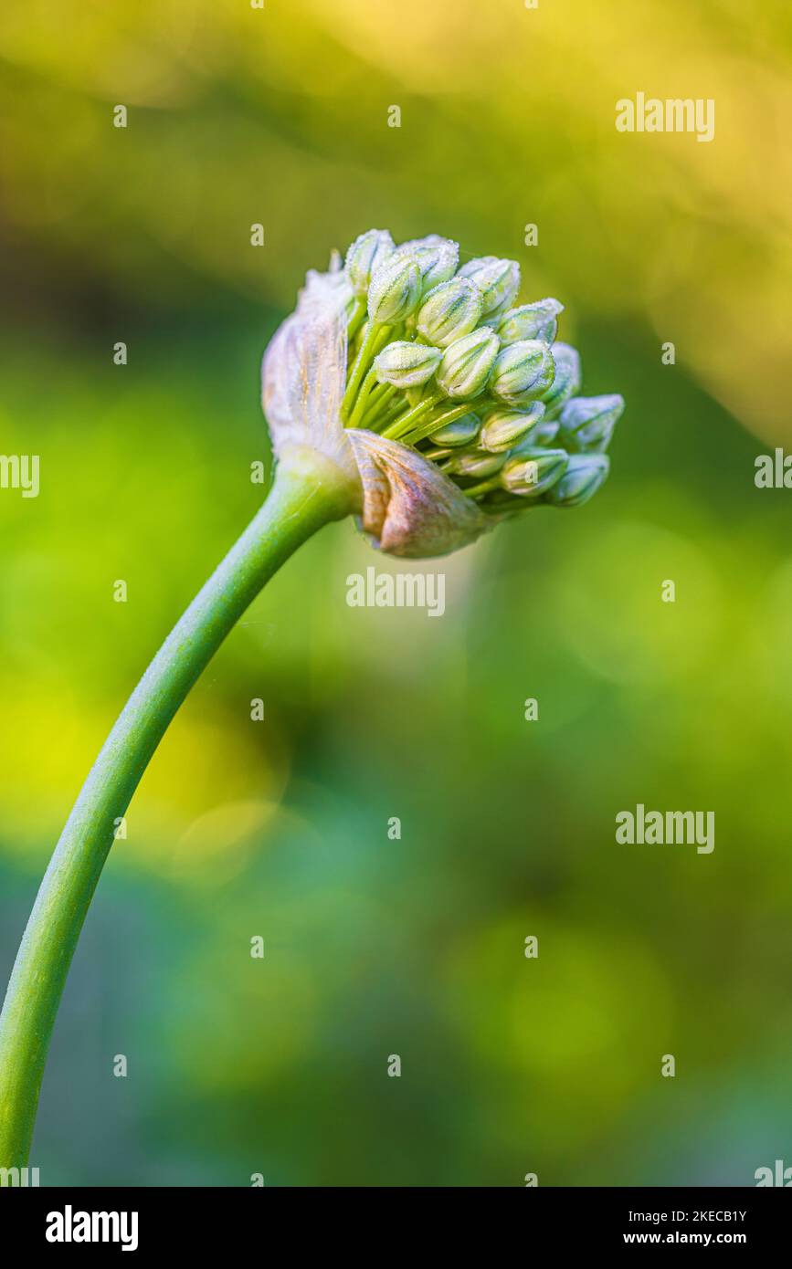 Leek bud, Allium Stock Photo - Alamy