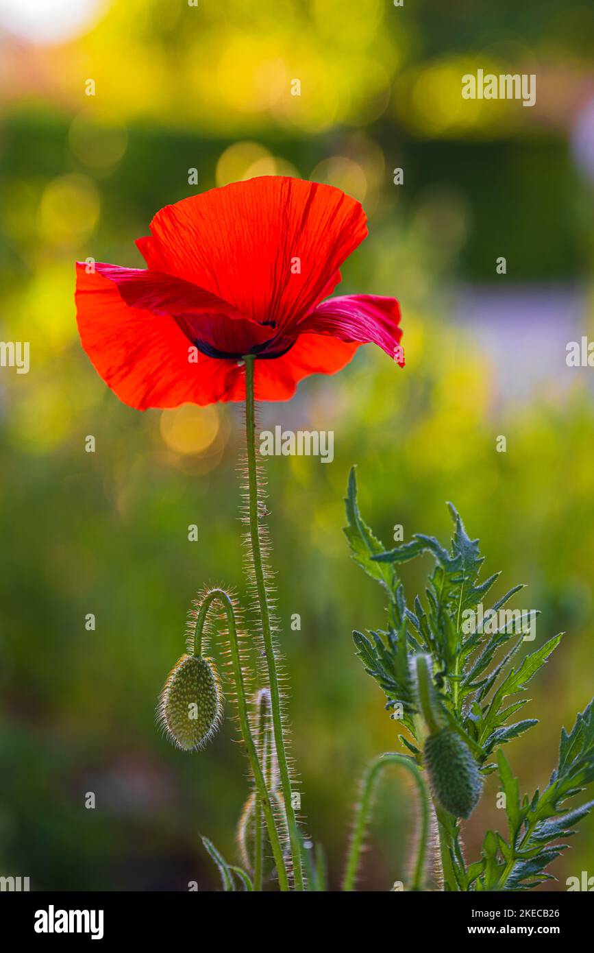 Opium poppy (Papaver somniferum), flower bud, closeup Stock Photo - Alamy