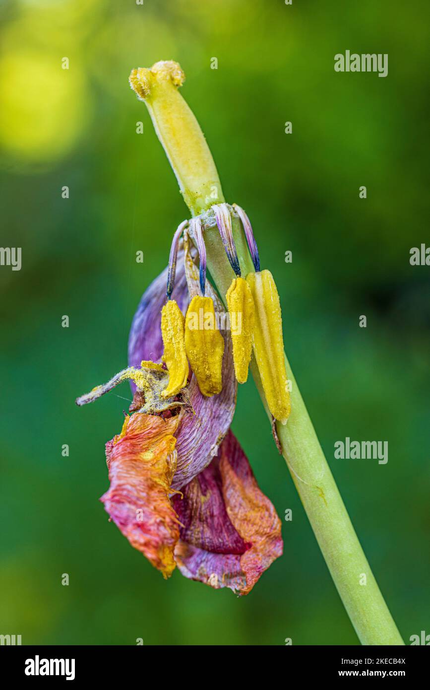 A faded tulip Stock Photo - Alamy